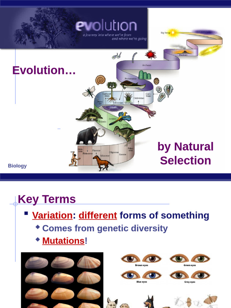 Evolution by Natural Selection F25 | PDF | Evolution | Genetic Diversity