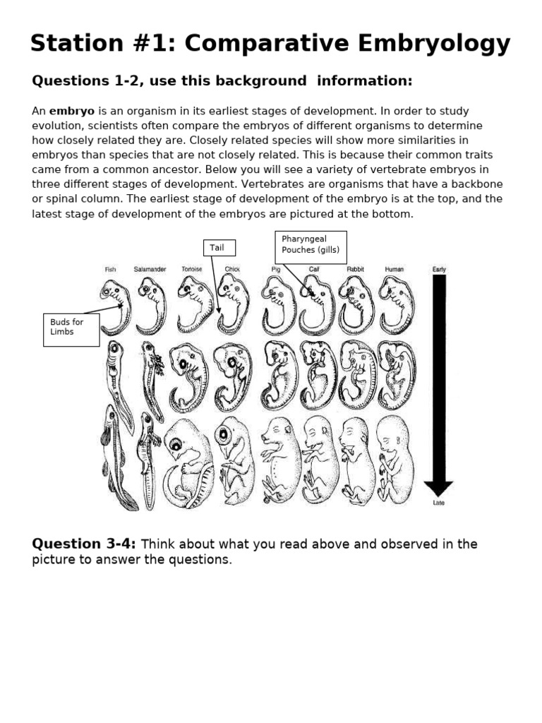 Evidence For Evolution Stations | PDF | Nucleic Acid Sequence ...
