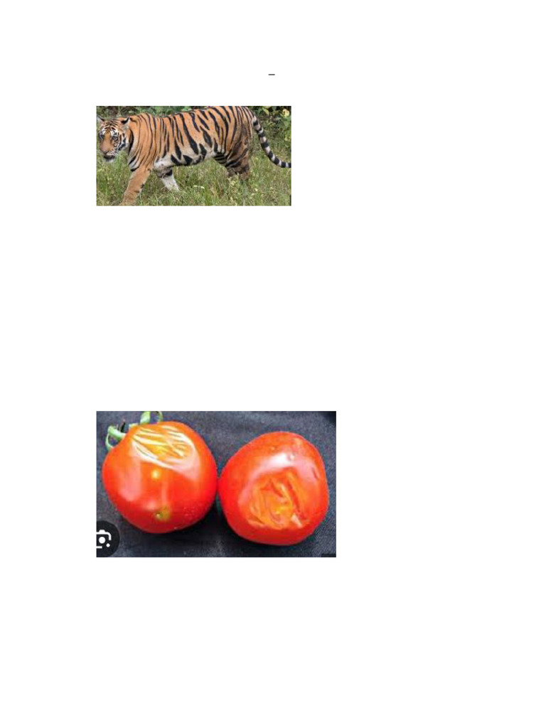 Class 5 EVS Test Series 2 Questions | PDF | Foods