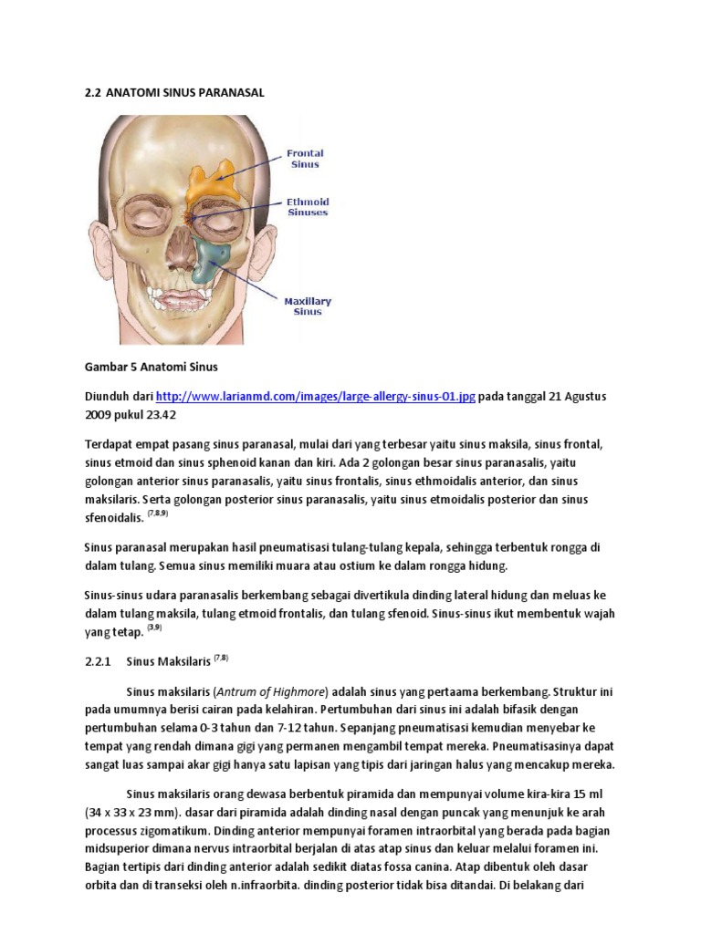 Anatomi Sinus | PDF