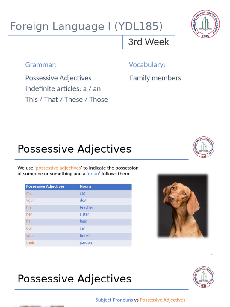 Grammar Guide: Possessive Adjectives & Articles | PDF | Adjective ...