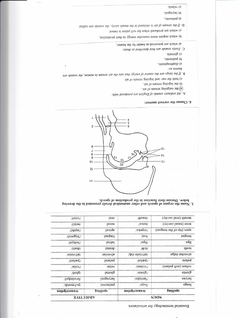 Class 1 Exs Articulators and Speech Production | PDF