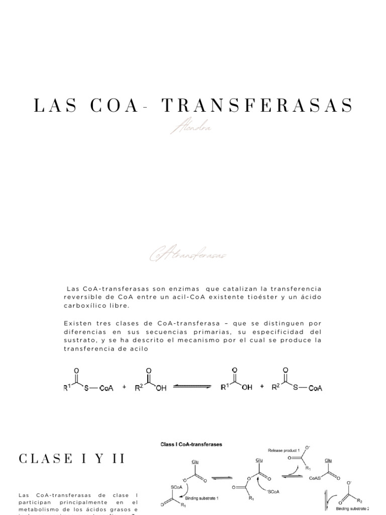 CoA-Transferasas: Función y Clases | PDF