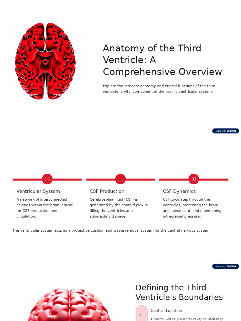 Third Ventricle Anatomy Overview | PDF | Cerebrospinal Fluid | Clinical ...