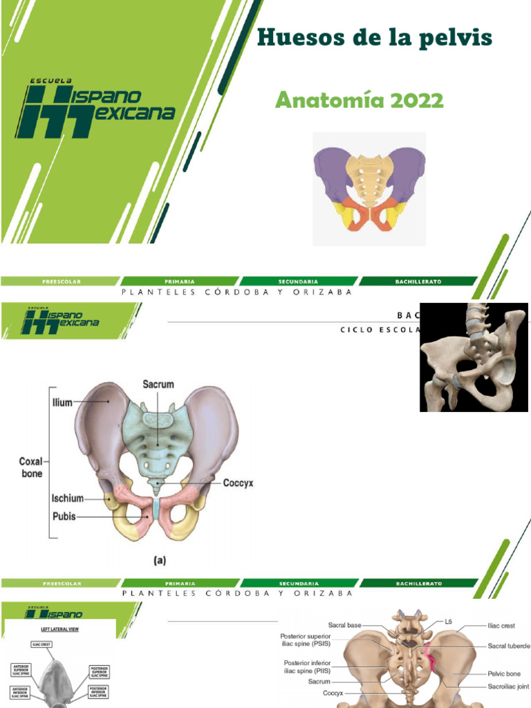 Anatomía de los huesos de la pelvis | PDF | Pelvis | Sistema ...
