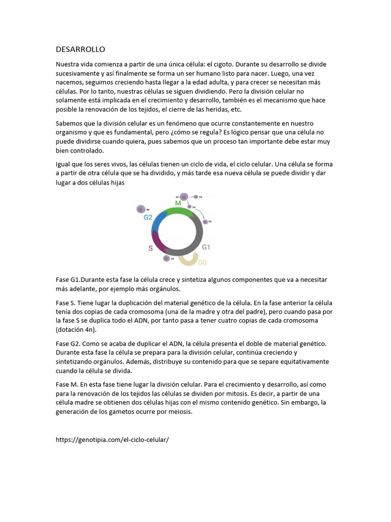 Des Arrollo Ooo | PDF | Mitosis | Mitosis