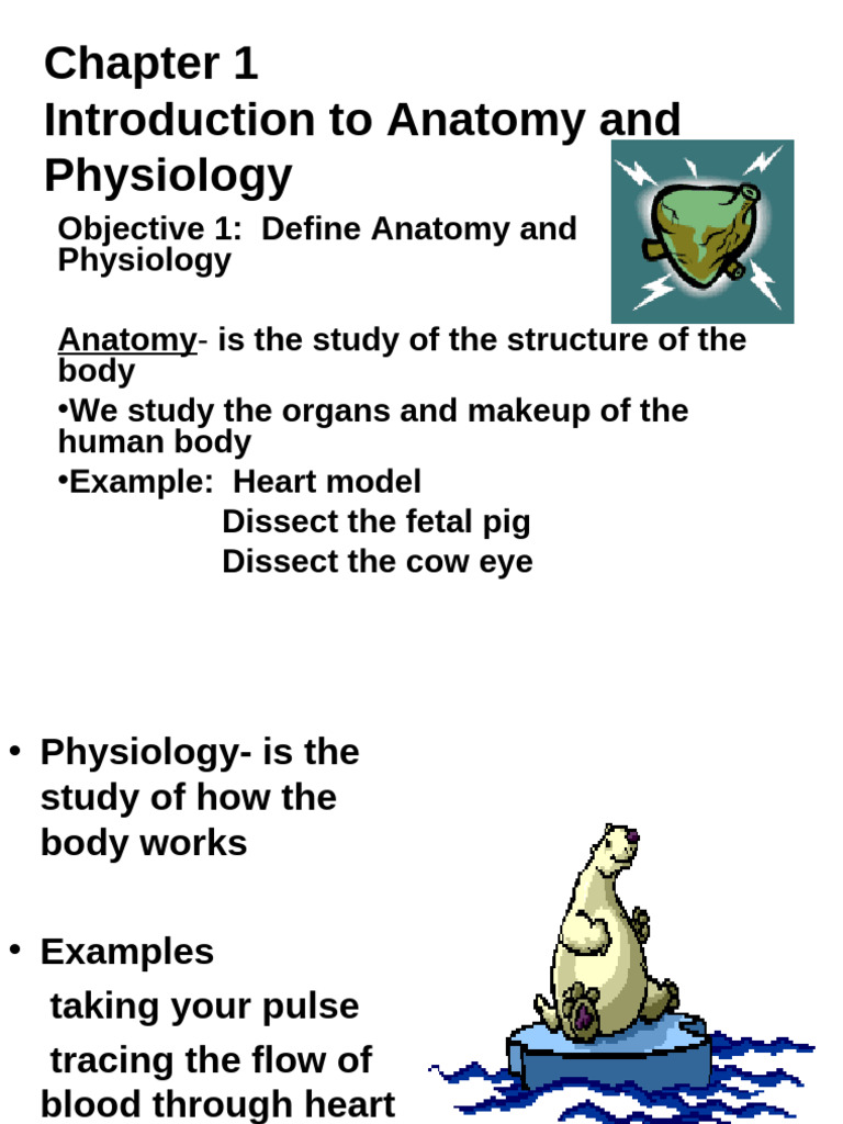 Anatomy and Physiology Overview | PDF | Human Body | Anatomical Terms ...