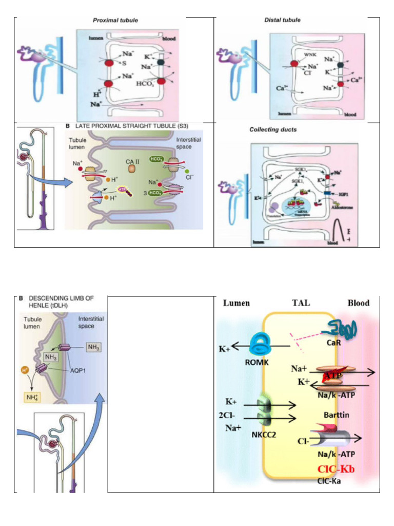 Kidney Transport Overview | PDF