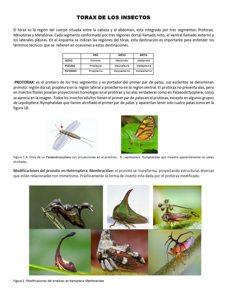 Anatomía del tórax en insectos | PDF | Abejas | Insectos