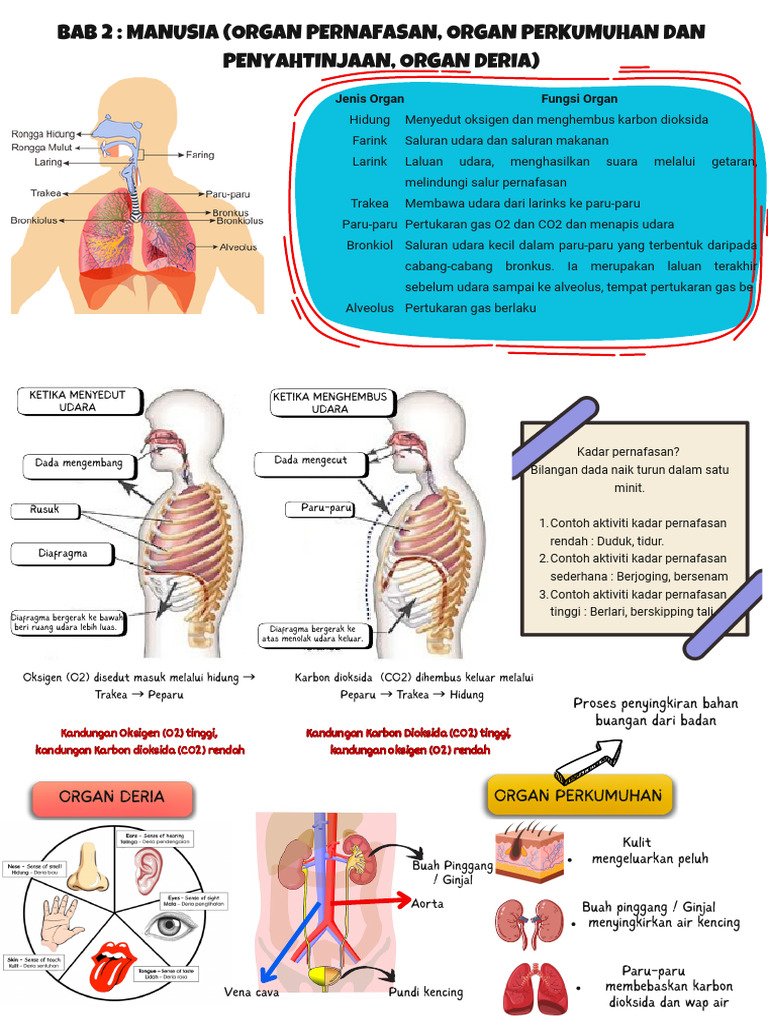 Organ Pernafasan Manusia | PDF