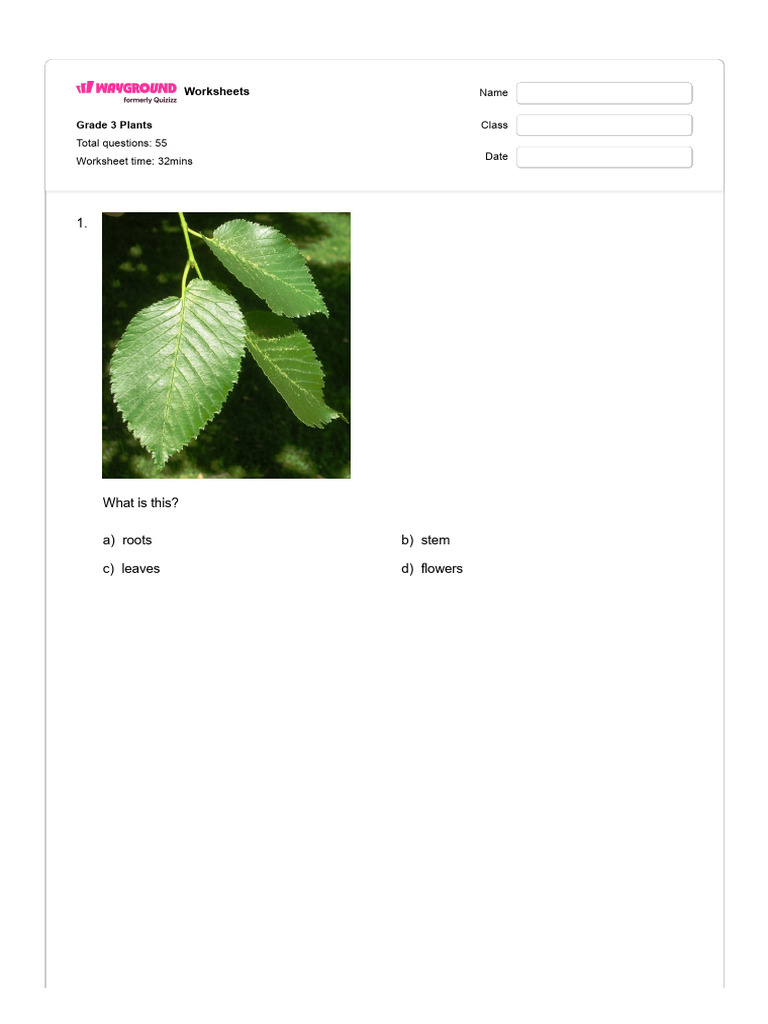Grade 3 Plant Parts Worksheets | PDF | Plants | Leaf