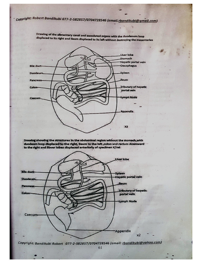 Biology Practical Anatomy (p57) | PDF