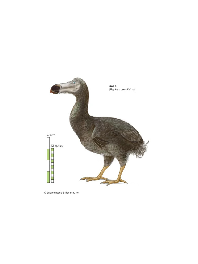 Dodo - Bird, History, & Facts - Britannica | PDF