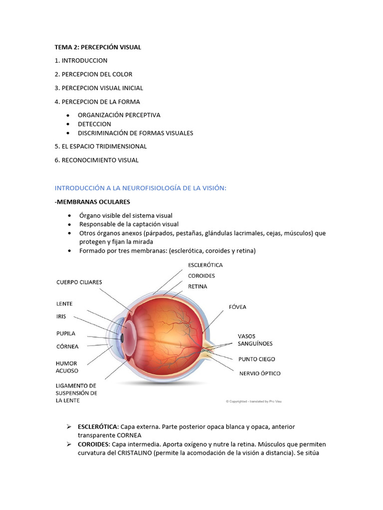 Tema 2 | PDF | Percepción visual | Color