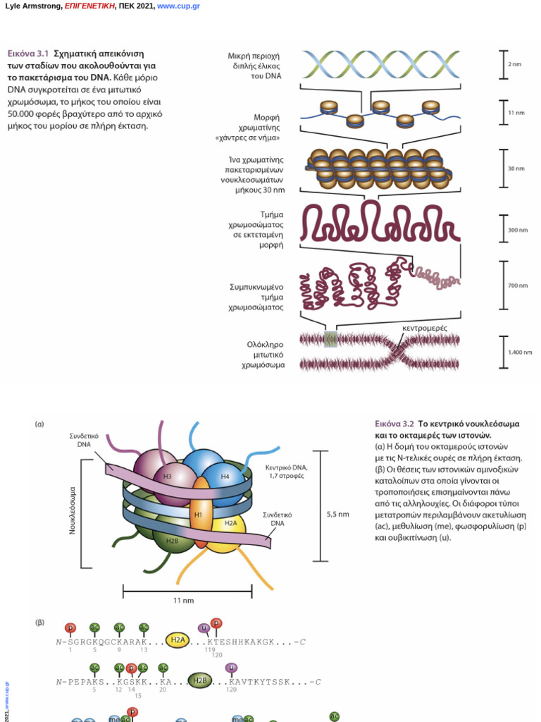 03 Epigenetics New | PDF