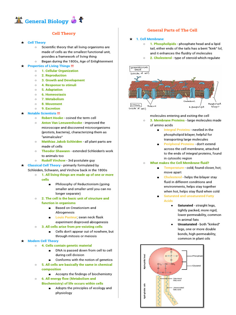 Overview of Cell Theory and Biology | PDF | Endoplasmic Reticulum ...