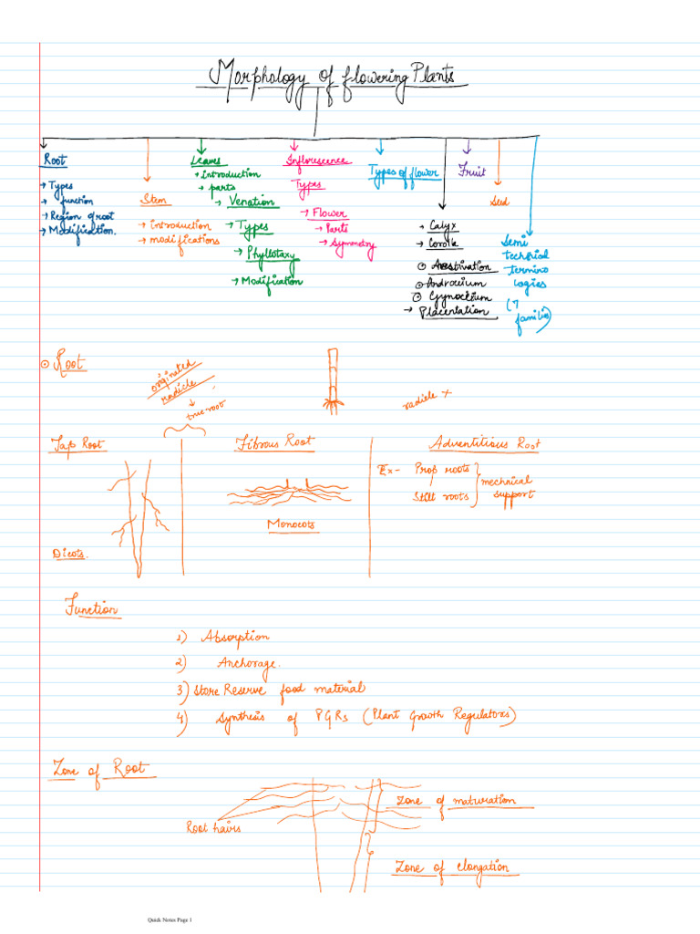 Morphology Families | PDF
