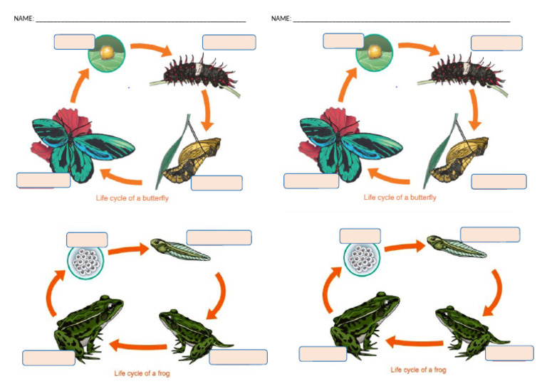 Life Cycle | PDF