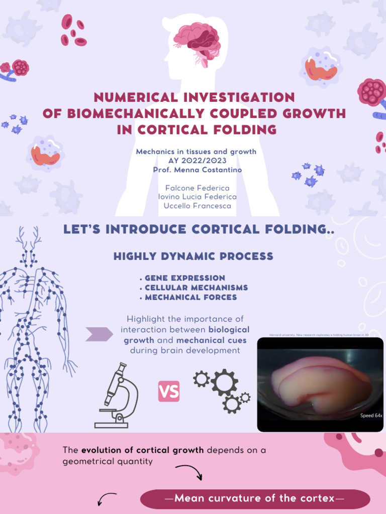 EX-Numerical Investigation of Biomechanically Coupled Growth in ...