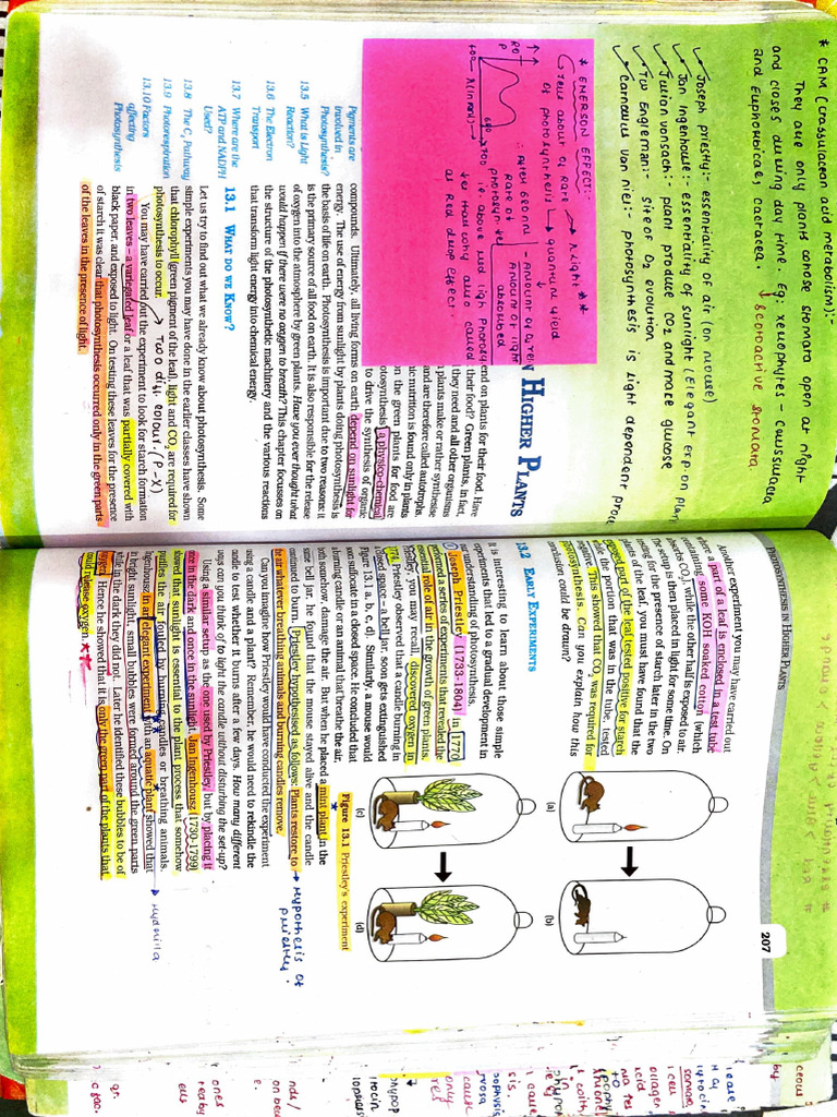 PHOTOSYNTHESIS Ncert Marking by Om | PDF
