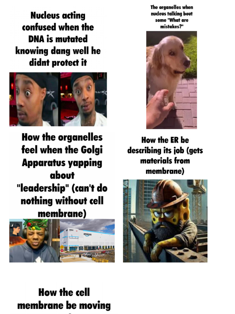 Memes | PDF