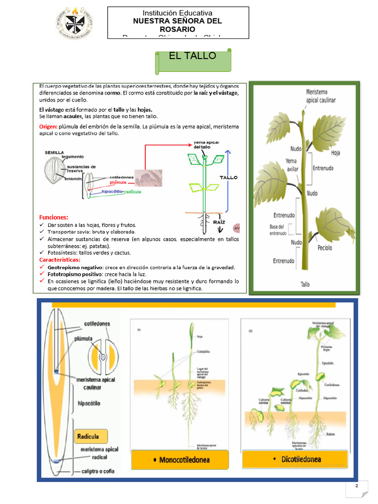 Estructura y Función del Tallo | PDF | Tallo de la planta | Hoja