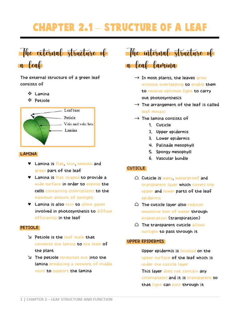 F5 C2 Bio Notes Leaf Structure and Function | PDF | Leaf | Photosynthesis