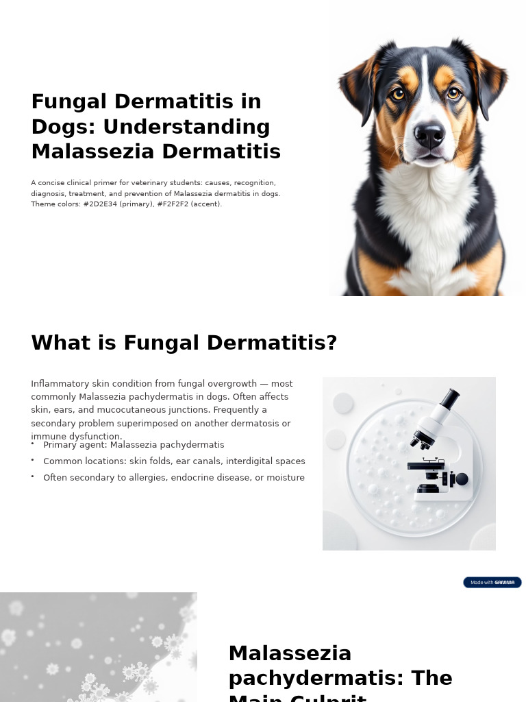 Fungal Dermatitis in Dogs Understanding Malassezia Dermatitis | PDF ...