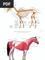 Understanding the Horse's Stay Apparatus | PDF | Skeletal System | Joints