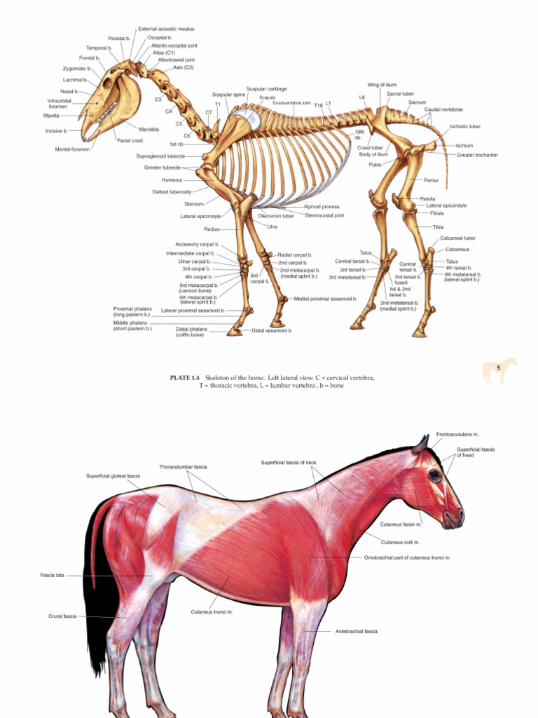 Equine Anatomy: Skeletal and Muscular Structures | PDF | Skeletal ...
