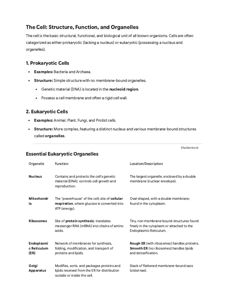 The Cell Structure Function and Organelles | PDF | Cell (Biology) | Endoplasmic Reticulum