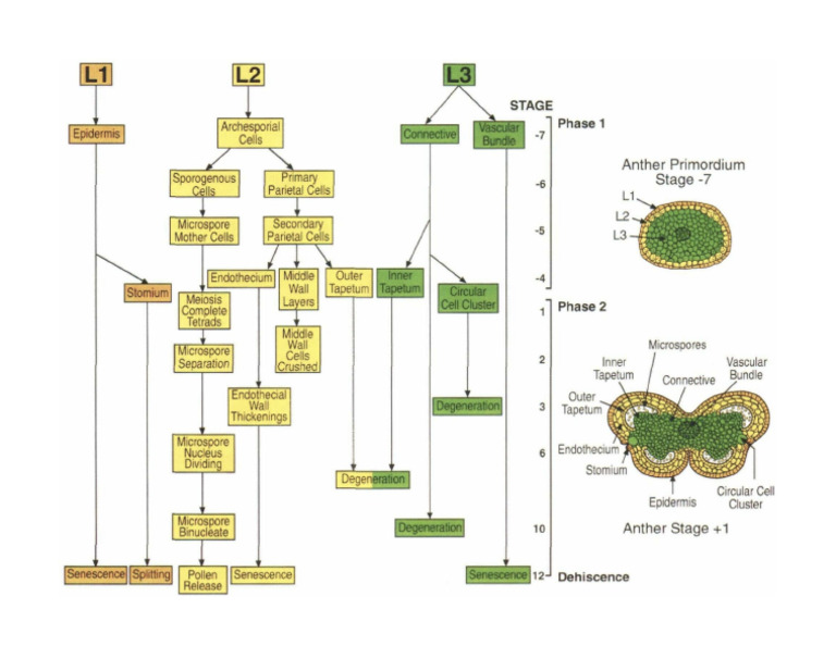 Cell Lineages During Stamen Development | PDF