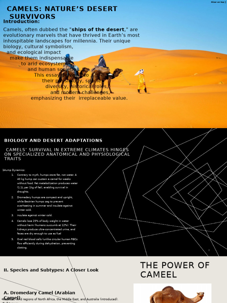 Arman's Cameel Essay | PDF | Camel | Earth Sciences