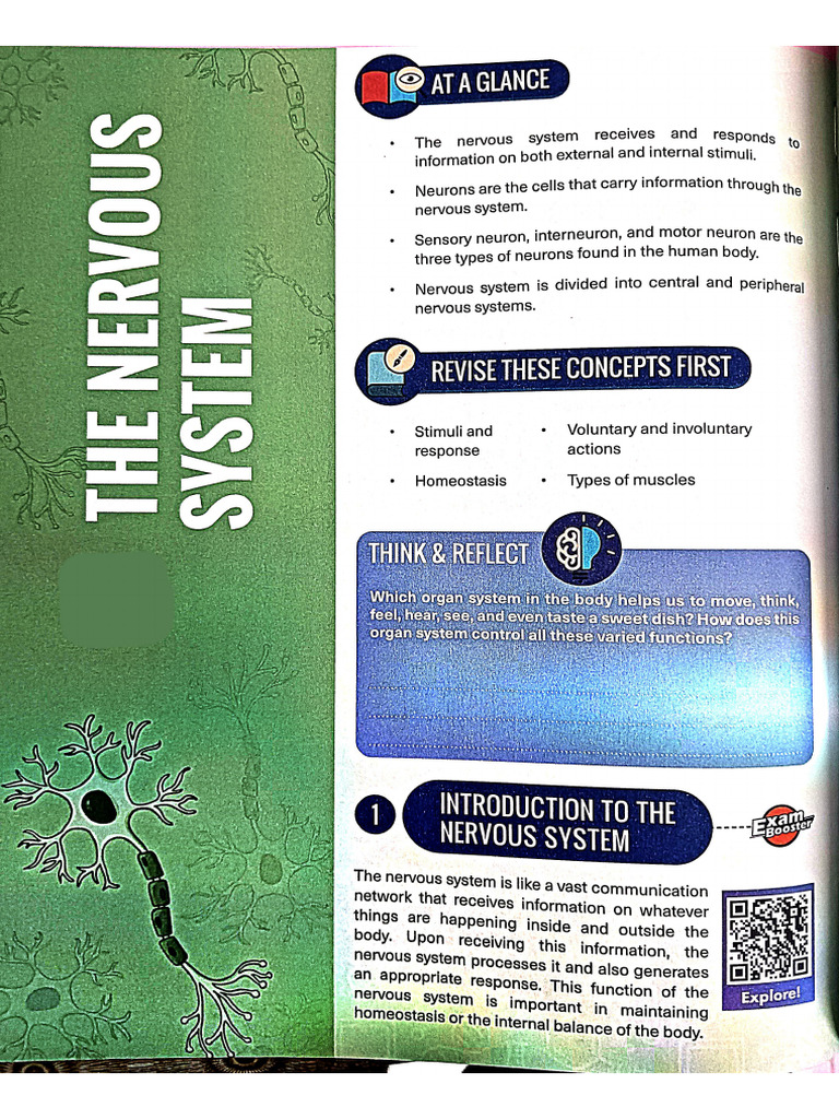 ICSE Class X Biology Human Nervous System (Soft Version) | PDF