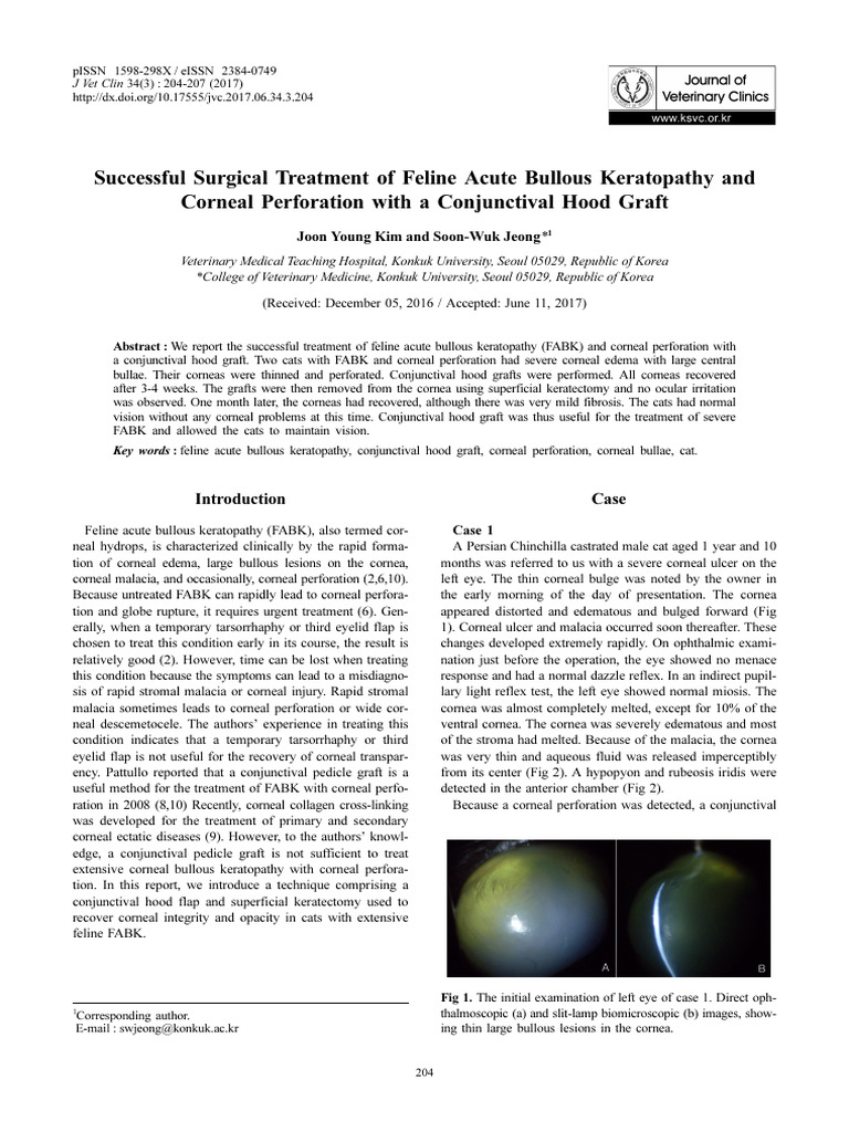 Feline Acute Bullous Keratopathy Surgery | PDF | Cornea | Ophthalmology