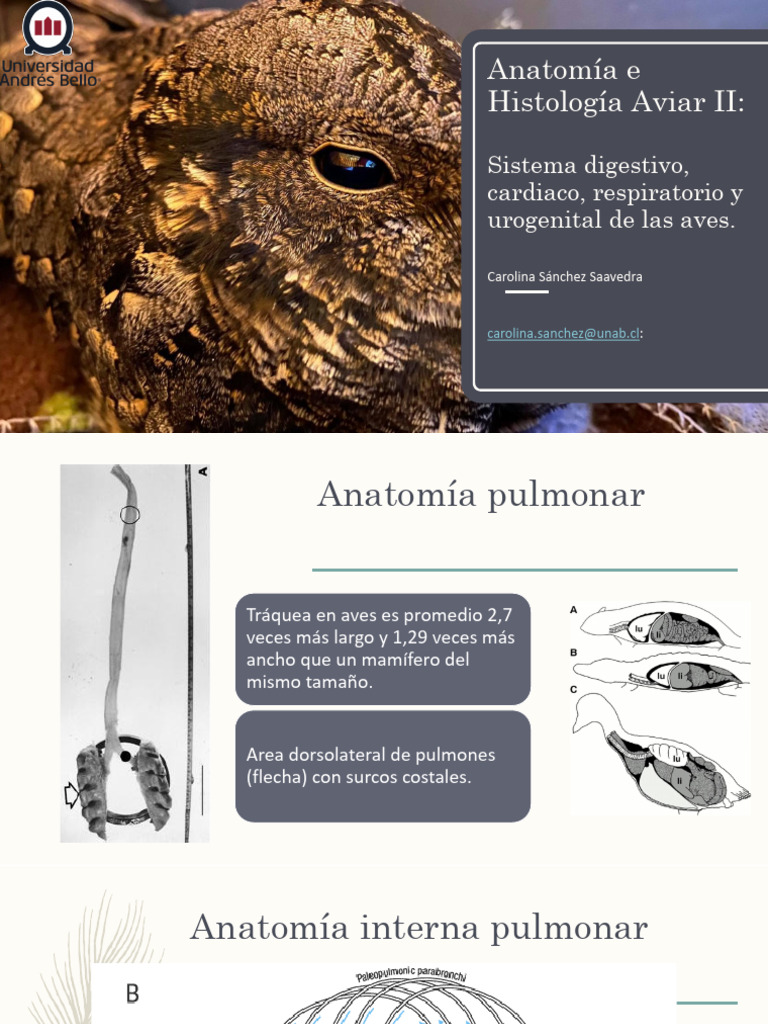 Anatomía y Fisiología de Aves | PDF | Anatomía | Aves