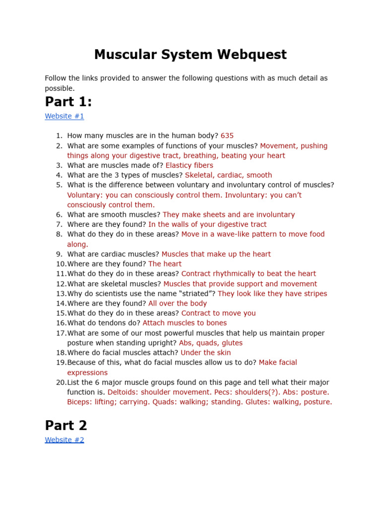 Muscular System Webquest | PDF | Muscle | Human Anatomy