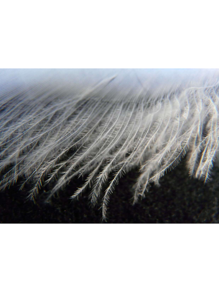 Swan Feather Spring Swan | PDF