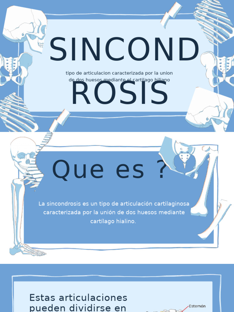 Diapositivas Fisioterapia y Anatomía de Sincondrosis | PDF ...