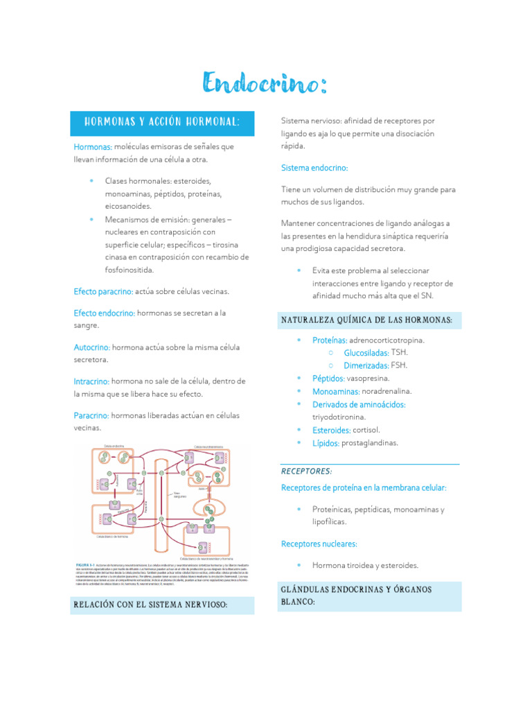 Hormonas: Funciones y Mecanismos Endocrinos | PDF | Receptor ...