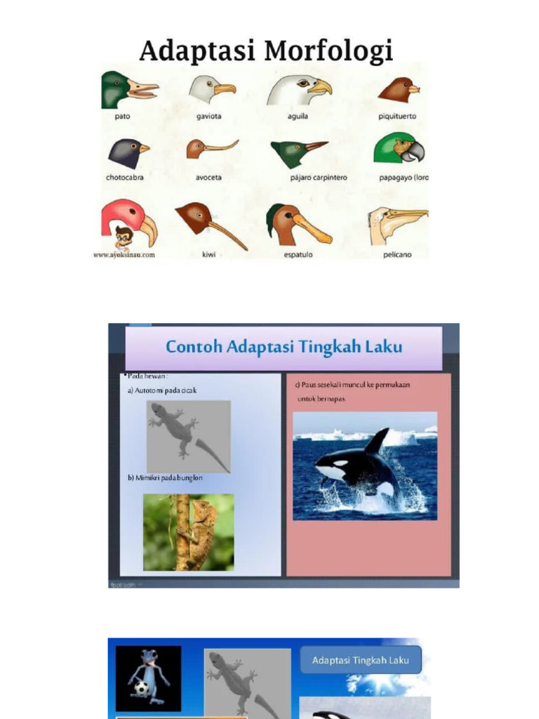 Materi Adaptasi Kls 6 | PDF