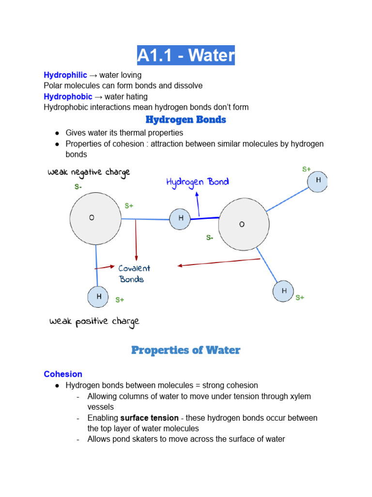 Properties of Water and Cell Biology | PDF | Nucleic Acids | Evolution