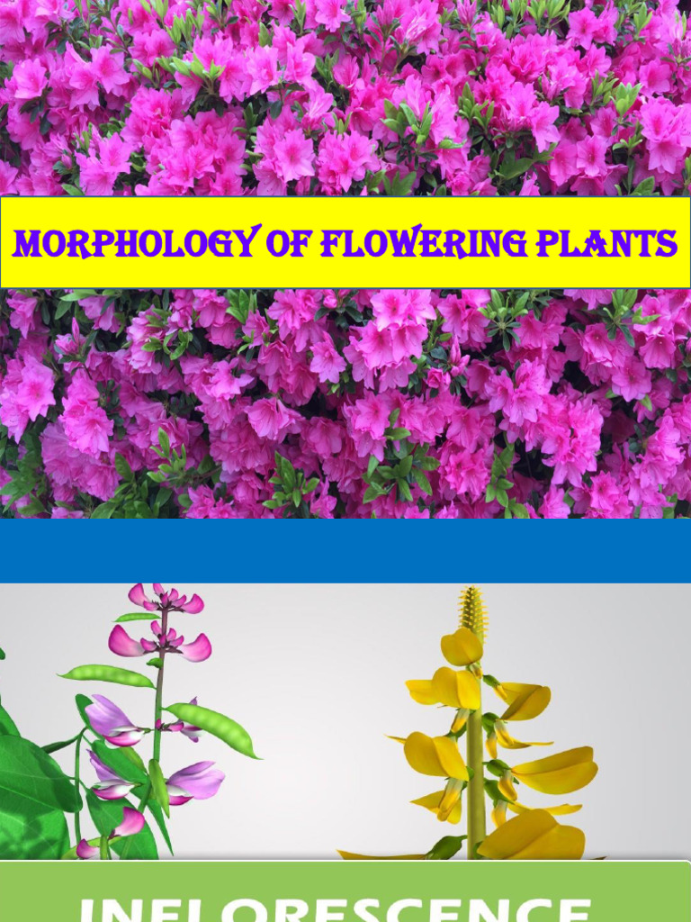 Inflorescence and Flower Morphology | PDF | Petal | Flowers