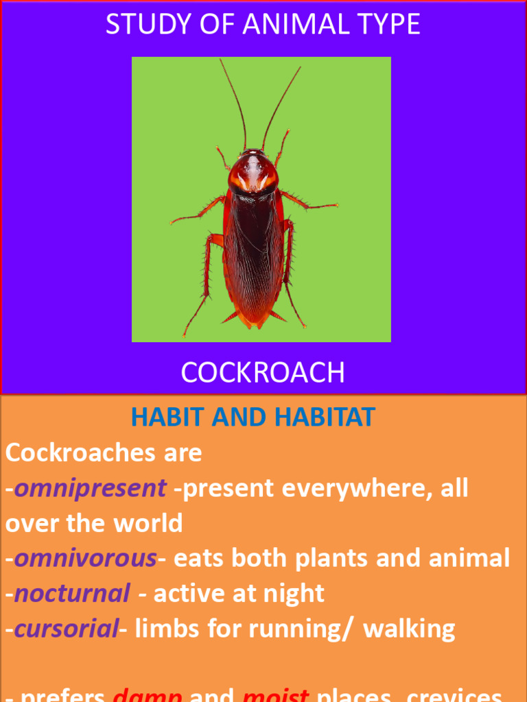 Study of Animal Type - Cockroach | PDF