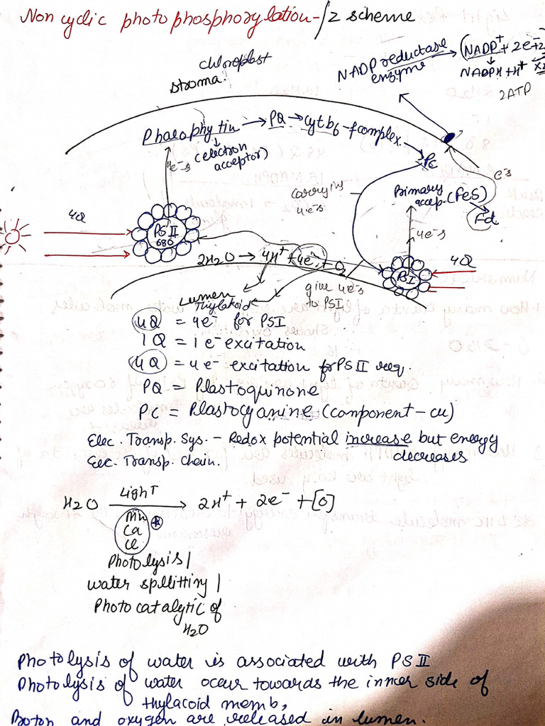 Photosynthesis | PDF