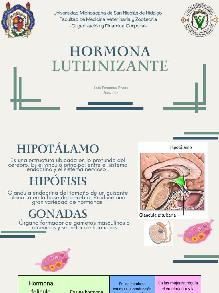 Funciones de la Hormona Luteinizante | PDF | Hormona luteinizante ...