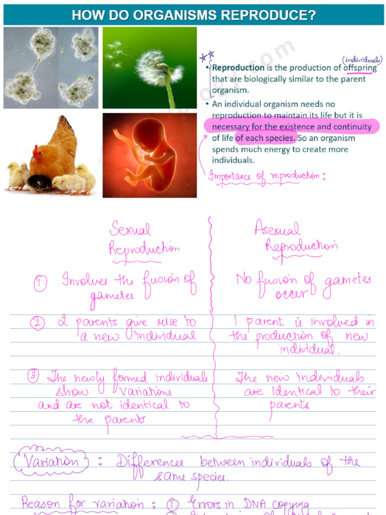 Reproduction | PDF