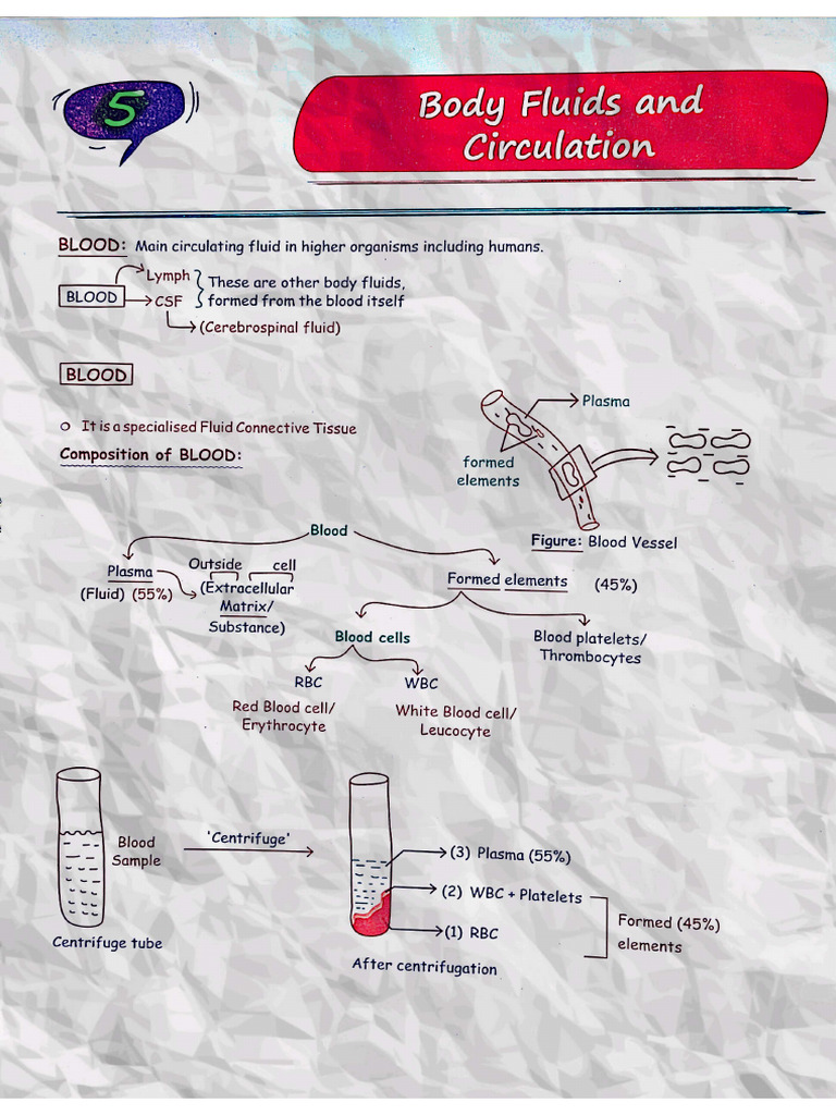 Body Fluids and Circulation | PDF