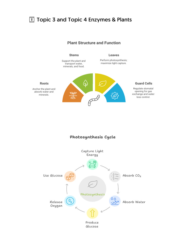 Topic 3 and Topic 4 Enzymes & Plants | PDF | Digestion | Biology