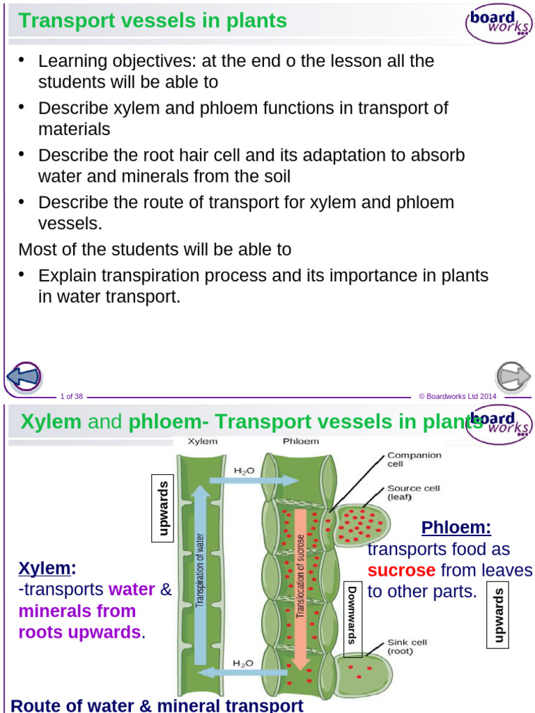 Plant Transport Vessels: Xylem & Phloem | PDF | Botany | Biology